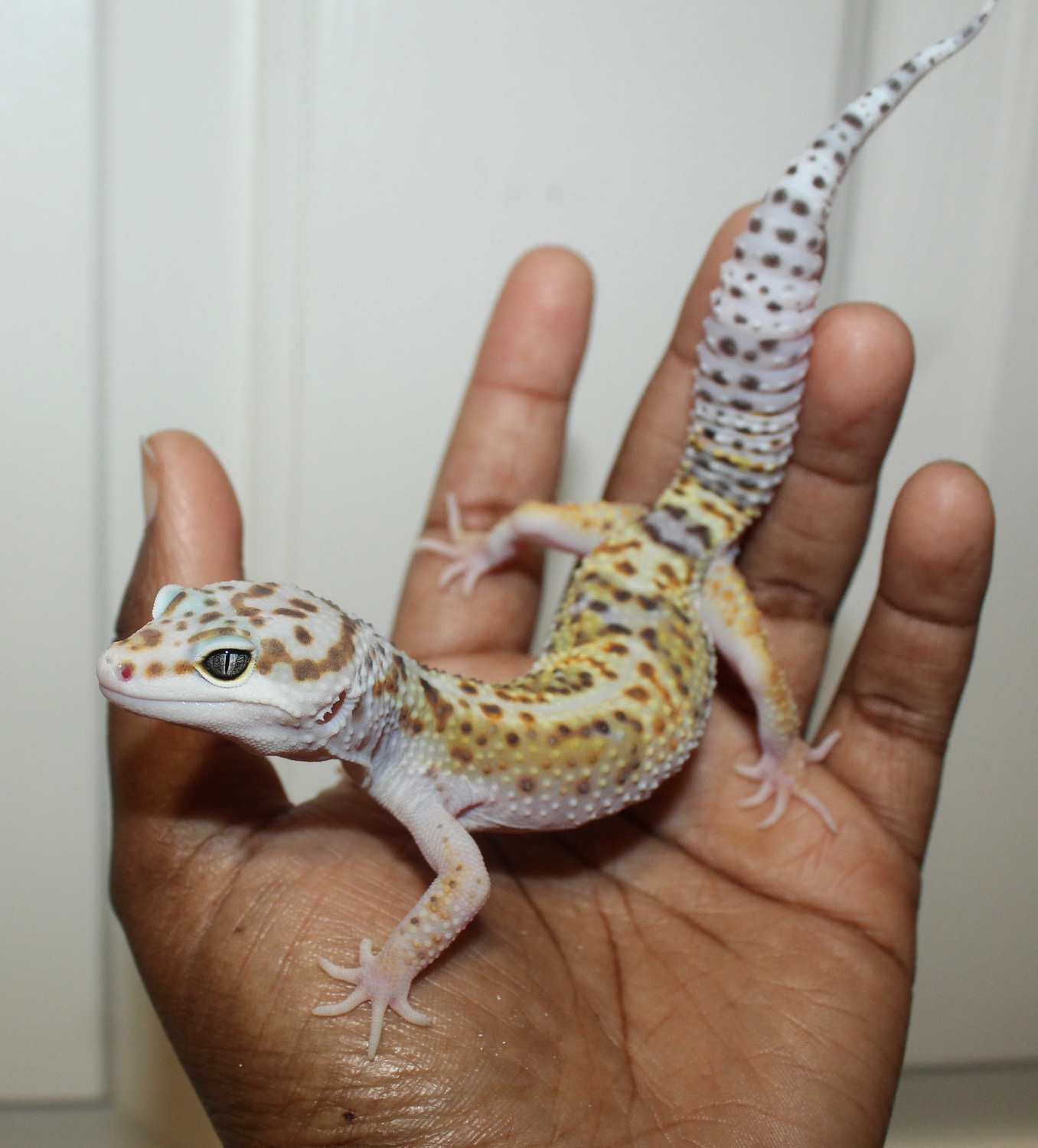 GGG Bold Bandit Cross Leopard Gecko by Eublephoria - MorphMarket