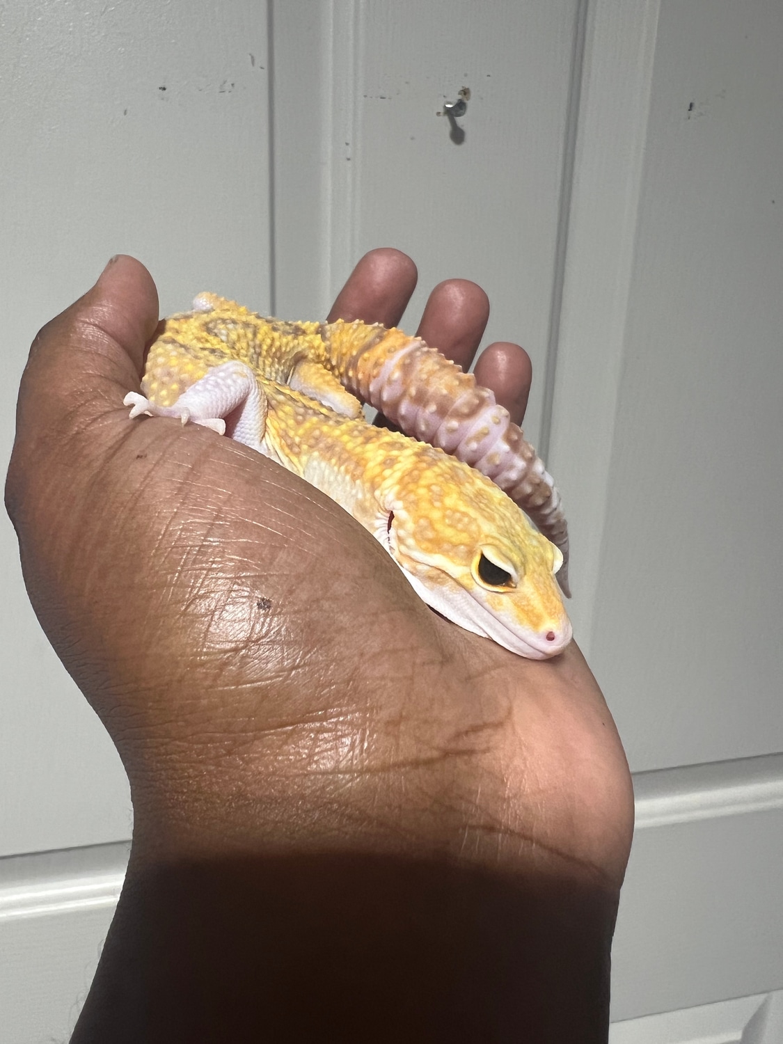 Mack Snow Typhoon Leopard Gecko by Eublephoria - MorphMarket