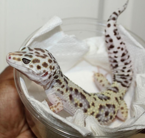 Mack Snow Bold - Pet Only Leopard Gecko by Eublephoria