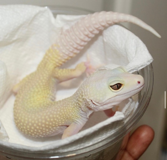 Mack Snow Murphy’s Patternless Rainwater Albino - Pet Only Leopard ...
