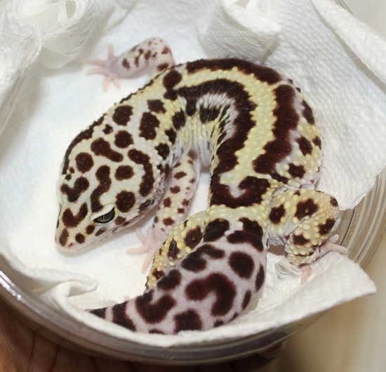 Mack Snow Bold Stripe Leopard Gecko by Eublephoria