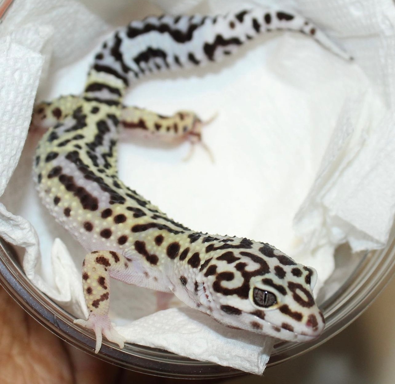 Bold Stripe Gem Snow Leopard Gecko by Eublephoria - MorphMarket