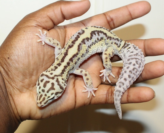 Mack Snow Bold Stripe Het Eclipse Leopard Gecko by Eublephoria