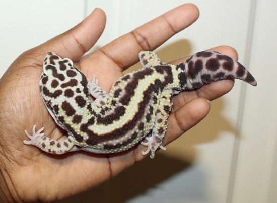Mack Snow Bold Stripe Leopard Gecko by Eublephoria