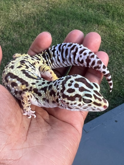 Normal Leopard Gecko by Eublephoria