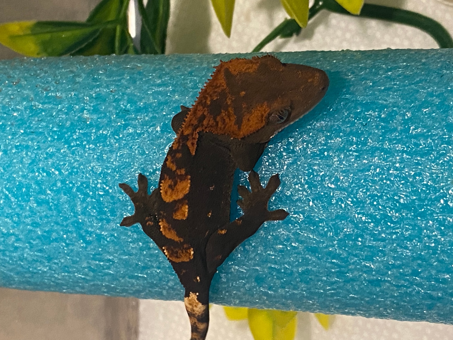 Dark Flame Crested Gecko by Dragon Momma Cresties - MorphMarket