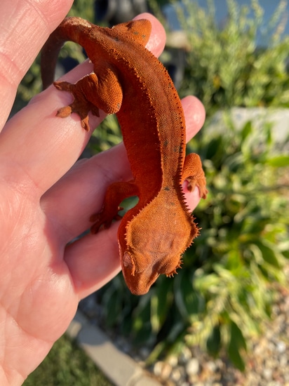 Chilly Pepper, Amazing Red Crested Gecko by Dragon Momma Cresties