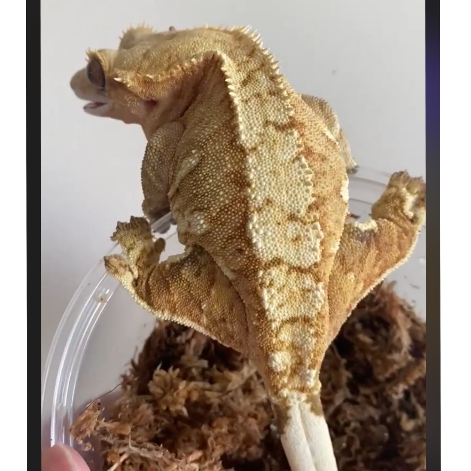 Gorgeous Proven Orange Creamsicle Crested Gecko by Dragon Momma ...