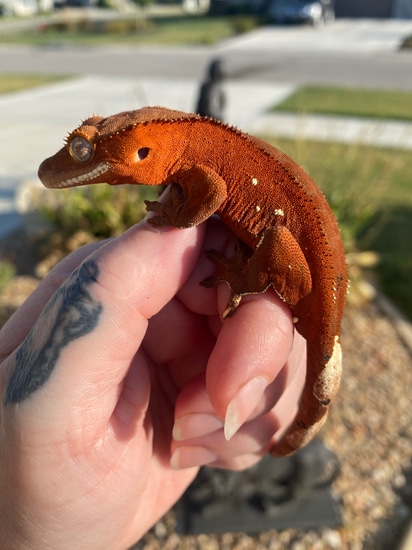 Mr. Pepper! Stunning Red Male Crested Gecko by Dragon Momma Cresties