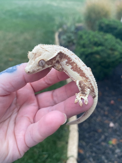 Gorgeous Red Lilly White Crested Gecko by Dragon Momma Cresties