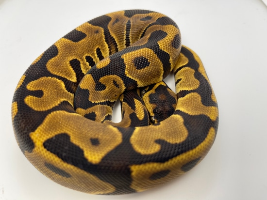 Enchi, Leopard Ball Python by Brooks' Balls