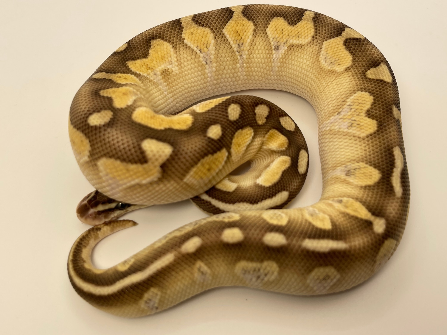 Lesser, Pastel, Pos Calico Ball Python by Brooks' Balls - MorphMarket