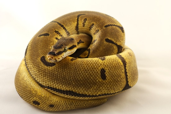 Enchi, Leopard, Spider Ball Python by Brooks' Balls