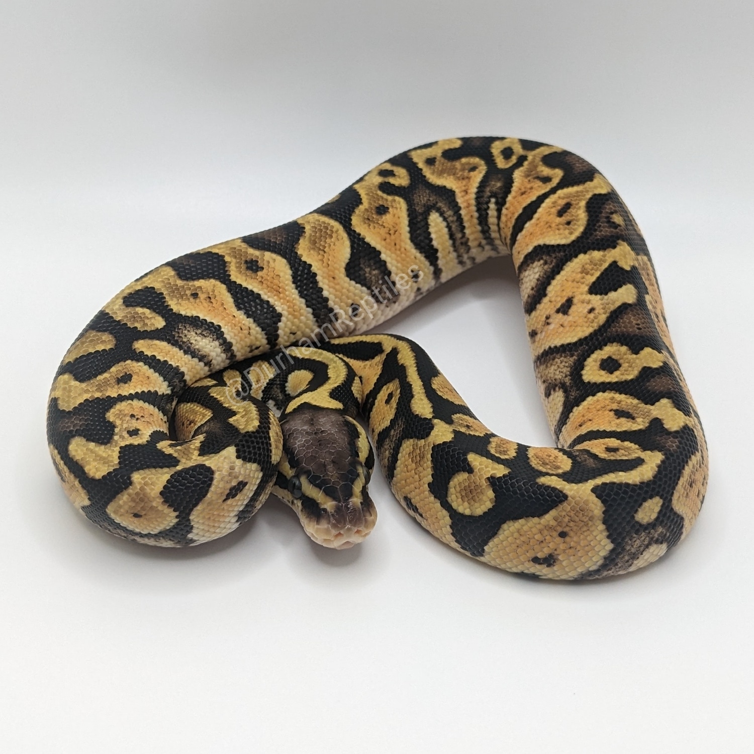 Pastel 100% Het Piebald 50% Het Clown Ball Python by Durham Reptiles ...