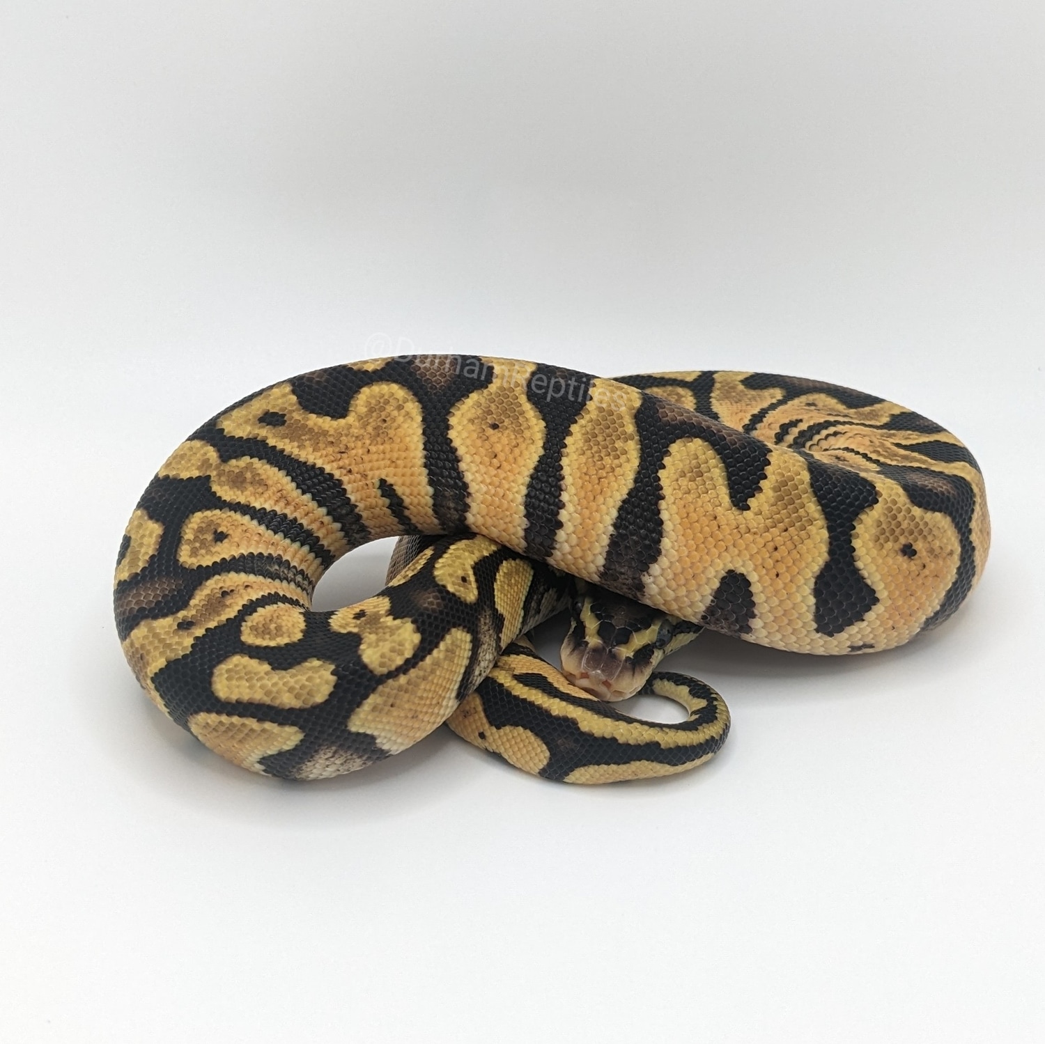 Pastel 100% Het Piebald 50% Het Clown Ball Python by Durham Reptiles ...