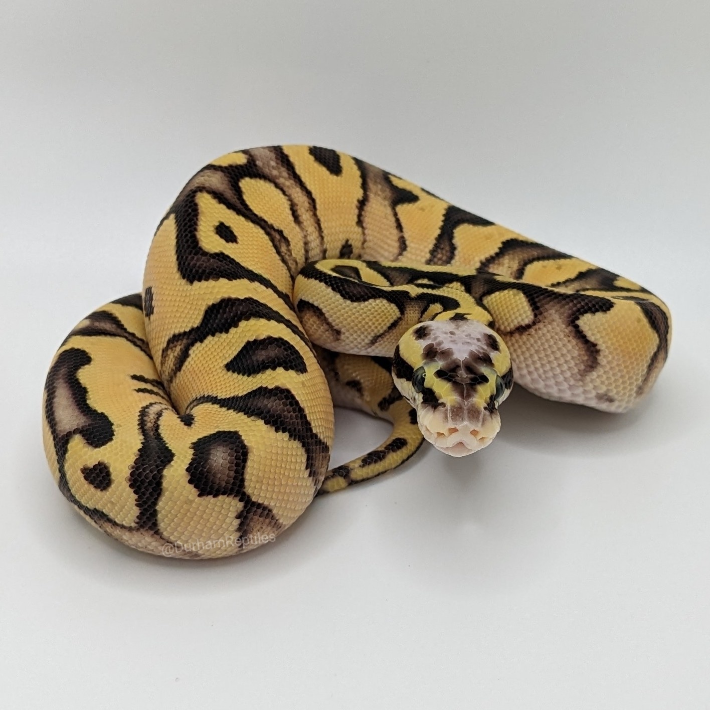 2022 Female Super Pastel Enchi 100% Het Piebald 66% Het Clown Ball ...