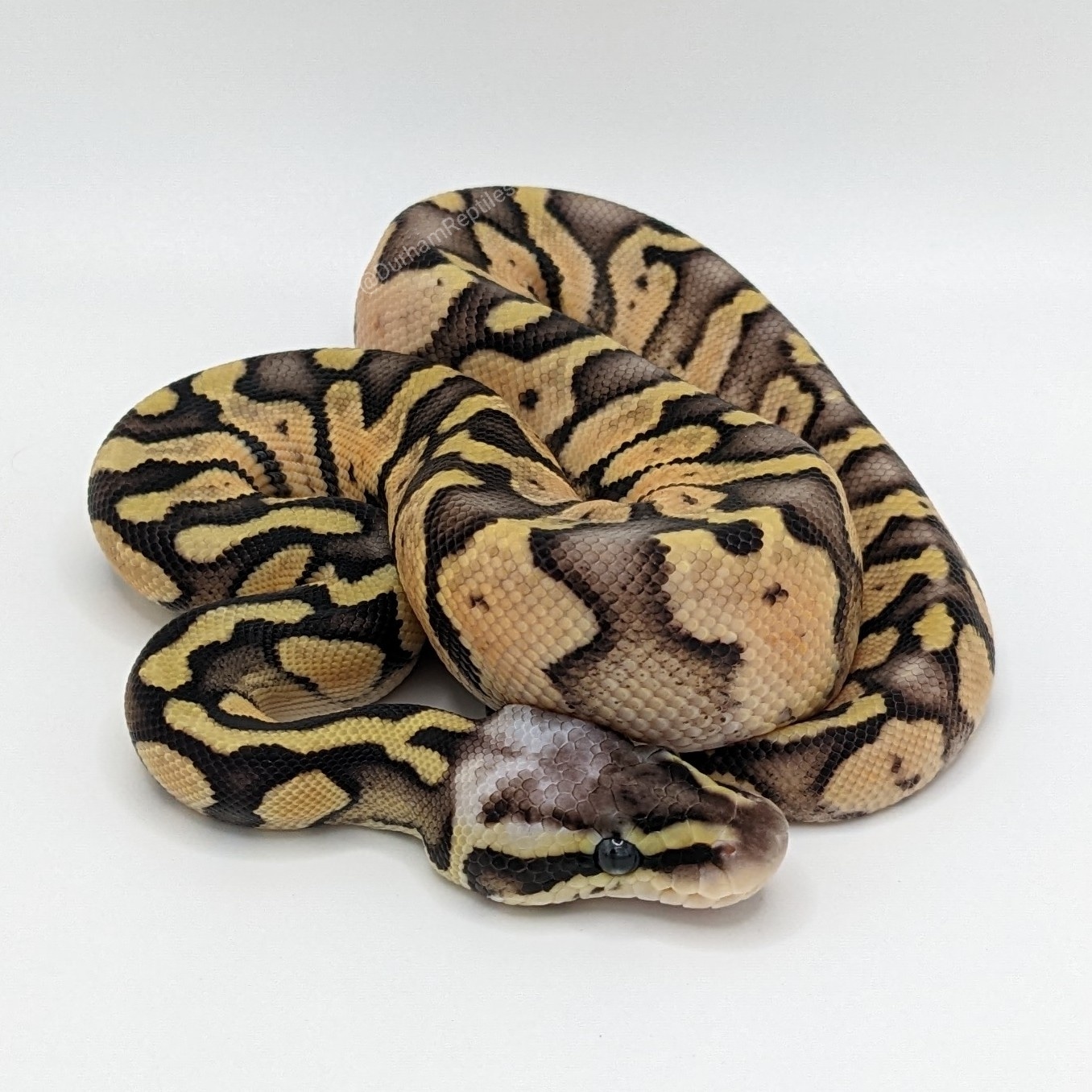 Super Pastel 100% Het Piebald 66% Het Clown Ball Python by Durham ...