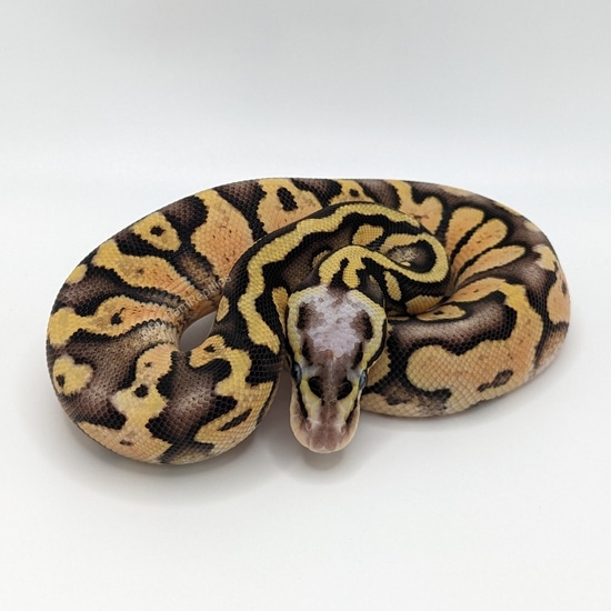 2022 Male Super Pastel 100% Het Piebald 66% Het Clown Ball Python by ...