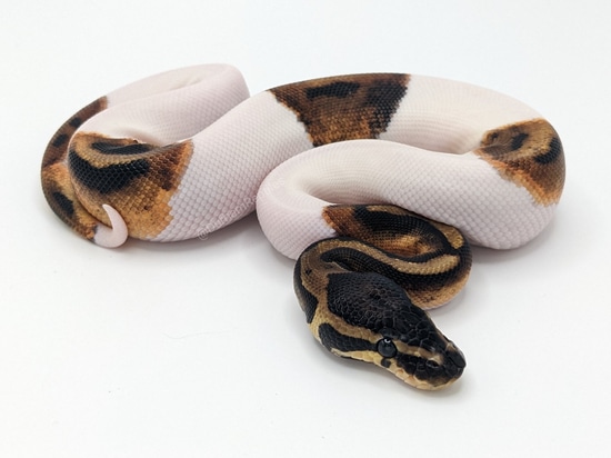 Piebald 50% Het Clown Ball Python by Durham Reptiles, Exotics, And More