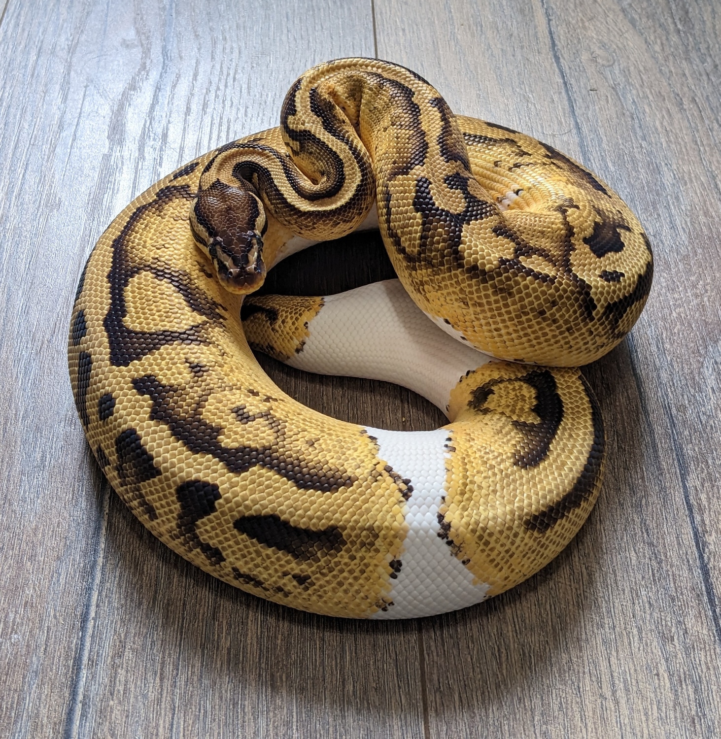 Pastel Piebald 50% Het Clown Ball Python by Durham Reptiles, Exotics ...
