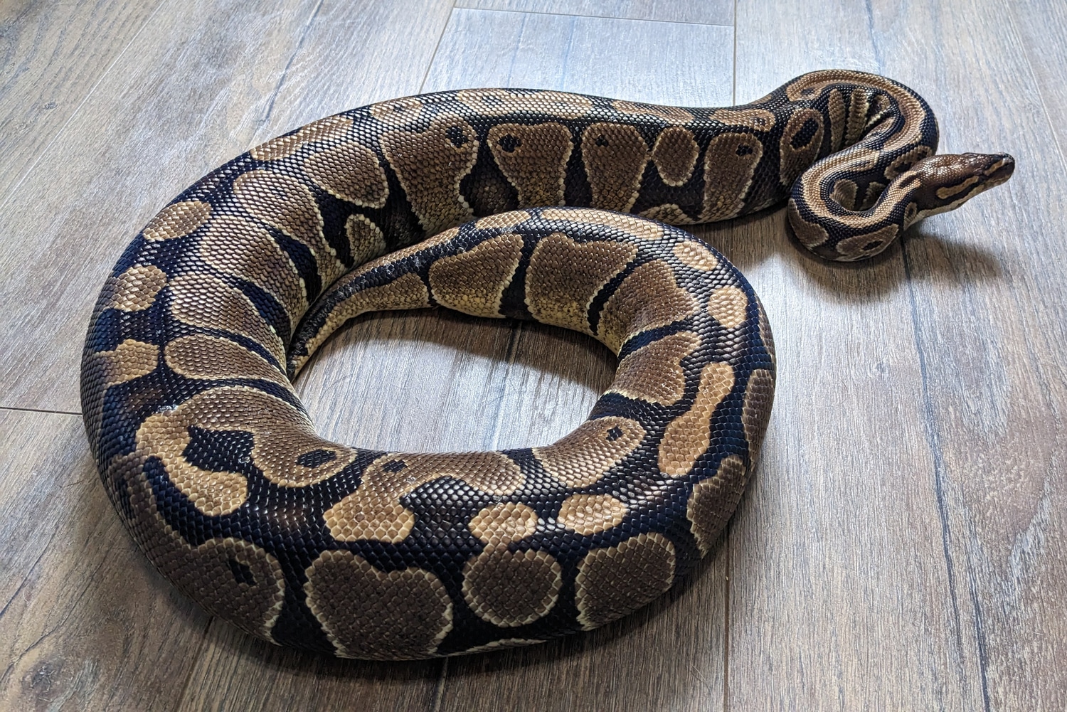 3200 Gram Proven Het Clown Ball Python by Durham Reptiles, Exotics, And ...