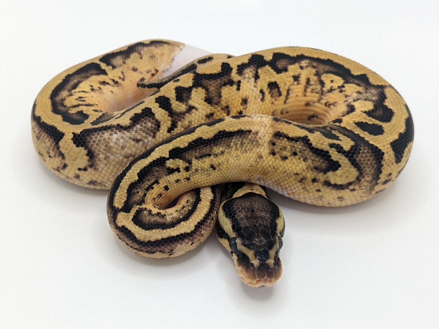 Pastel Piebald 50% Het Clown Ball Python by Durham Reptiles, Exotics ...