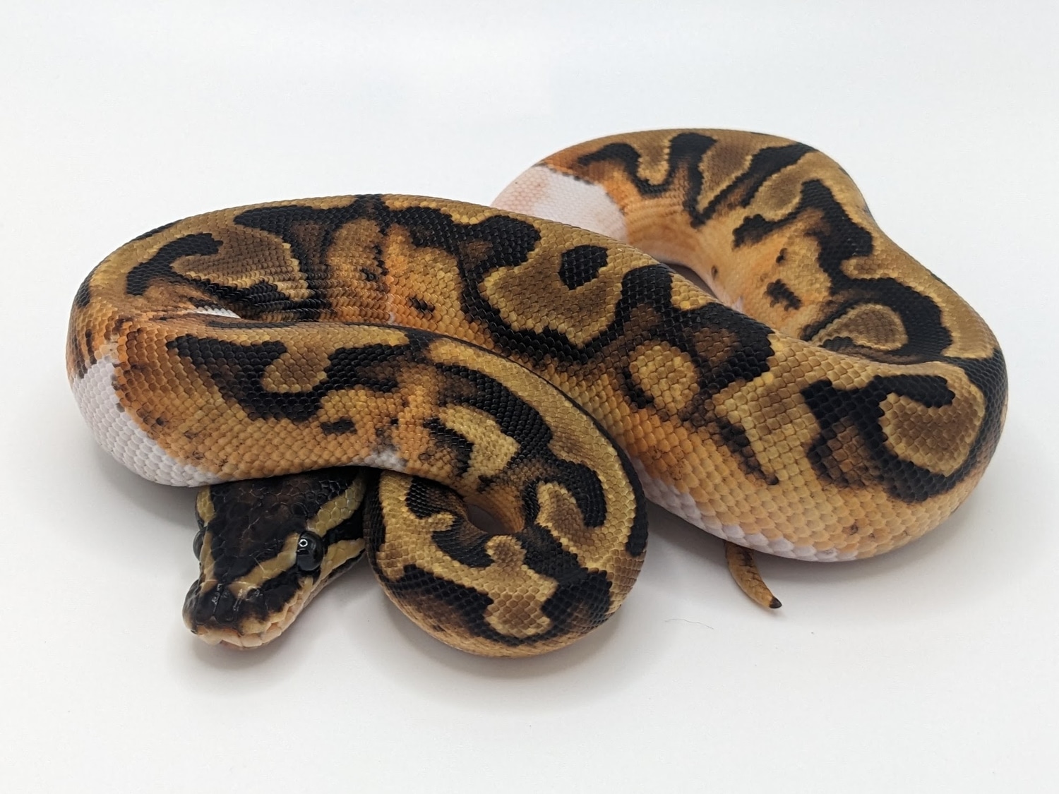 Piebald 50% Het Clown Ball Python by Durham Reptiles, Exotics, And More ...