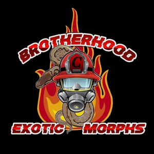 BrotherHood_Exotic_Morphs - MorphMarket