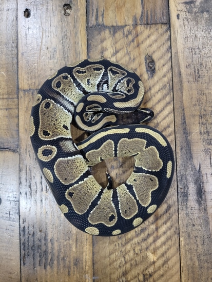 Tri-Het VPI Axanthic, Piebald, Albino Ball Python by BrotherHood_Exotic ...