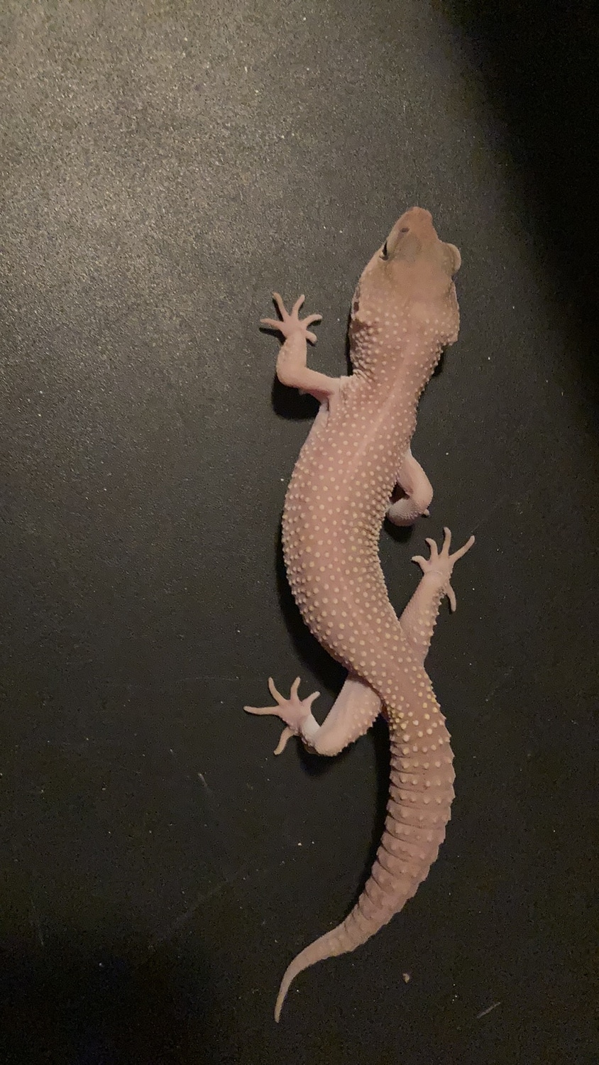 Diablo Blanco Leopard Gecko by Simply Reptile - MorphMarket