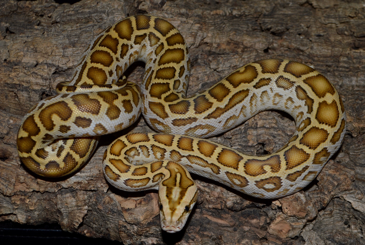 XMAS Sale Hypo Het GC Caramel Burmese Python by Hardknock ...