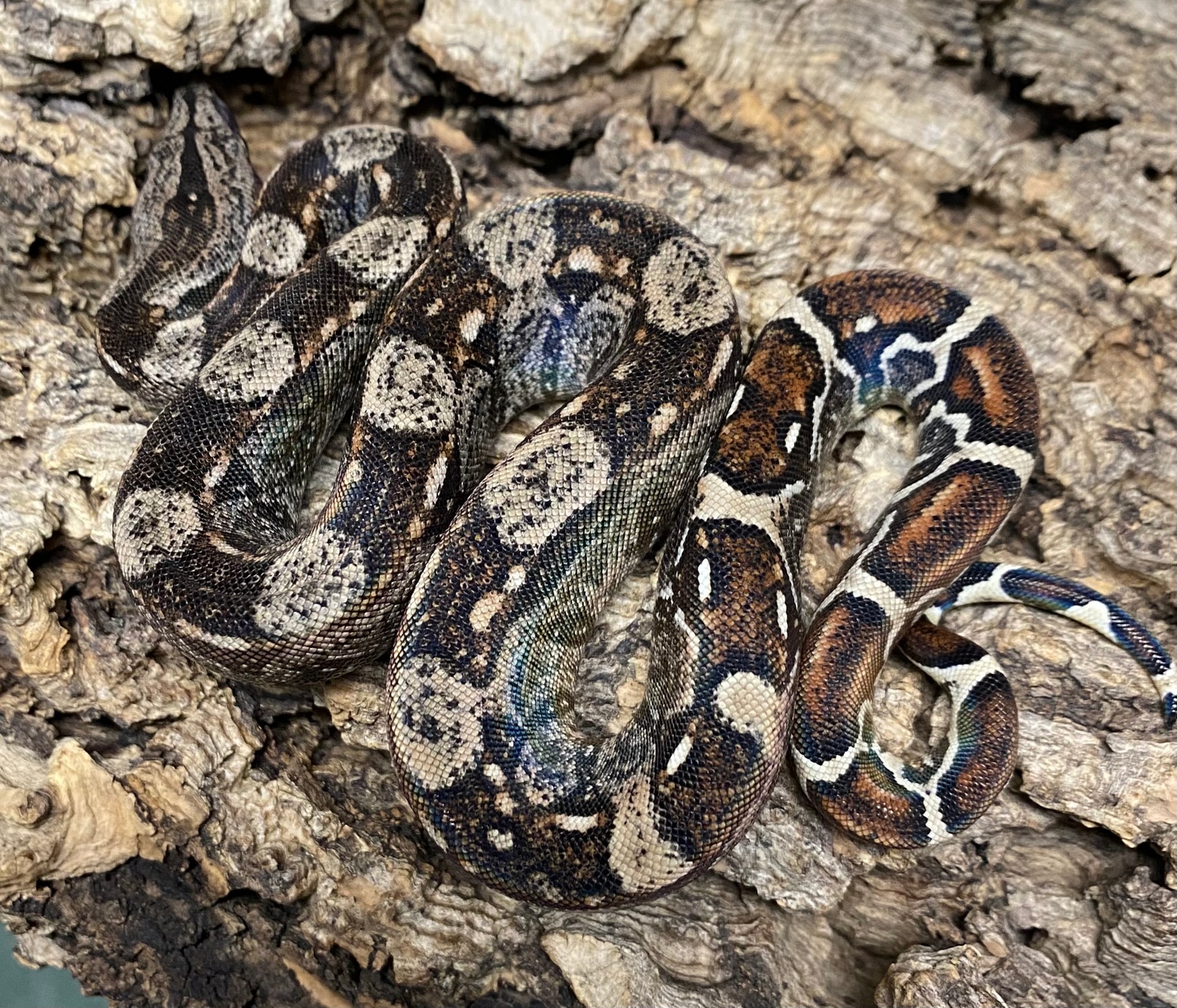 IMG Het BEA 66% Het Albino(Kahl) Boa Constrictor by Hardknock ...