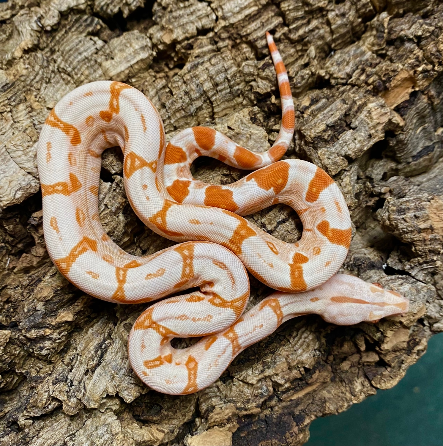 Lipstick/ Red Group Sunglow RLT Boa Constrictor by Hardknock ...