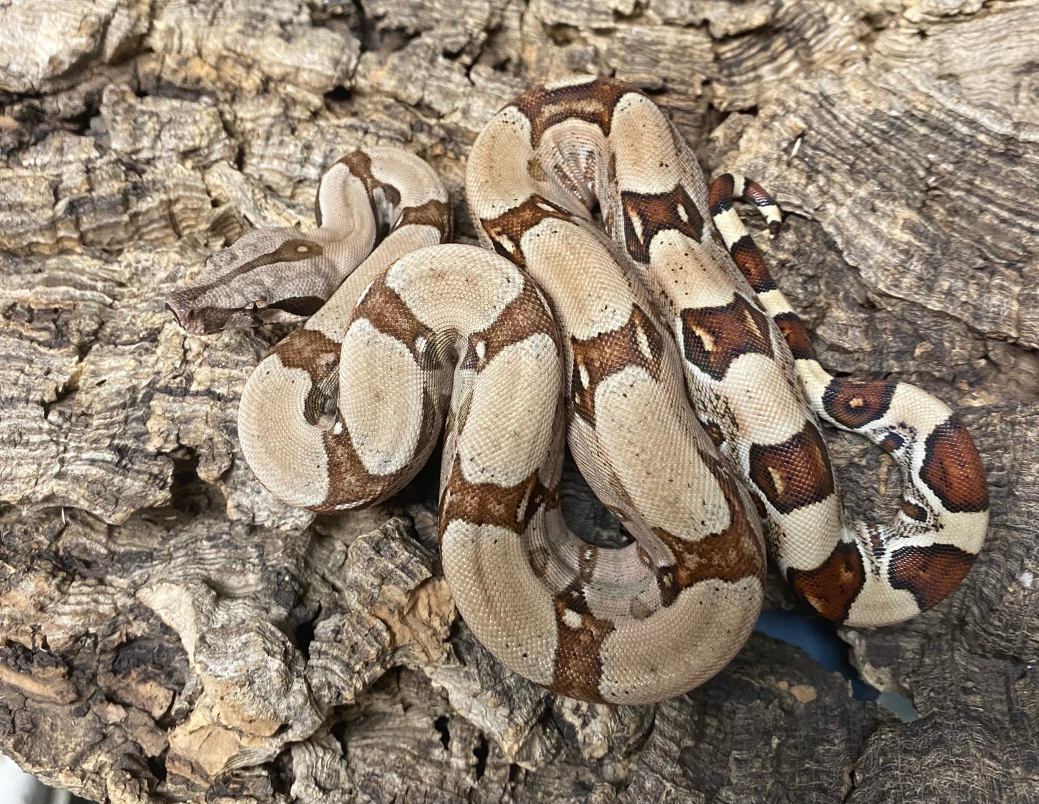 Lipstick/Ronne Pastel Jungle Het Albino Boa Constrictor by Hardknock ...