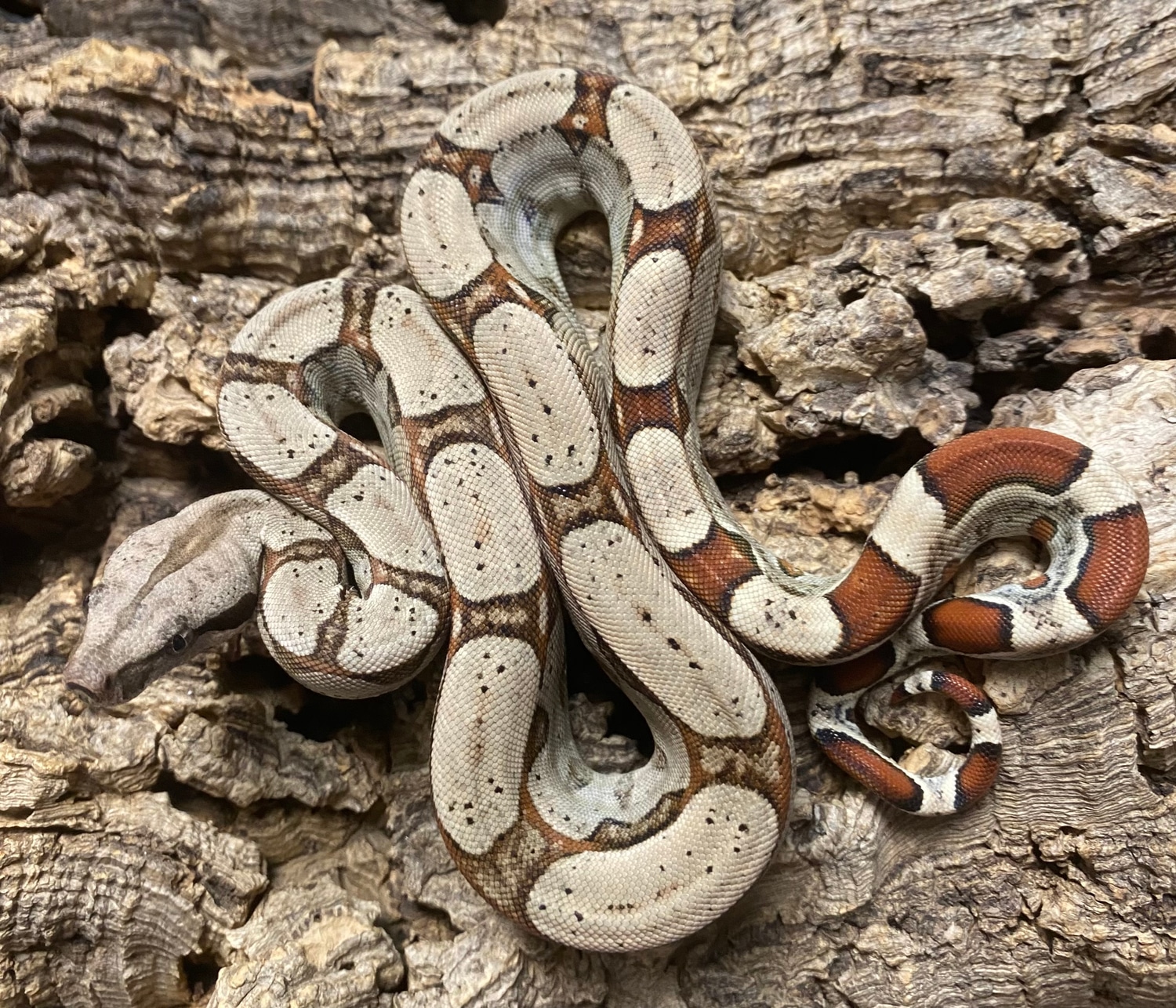 Lipstick/Ronne Pastel RLT Jungle Het Albino Boa Constrictor by ...