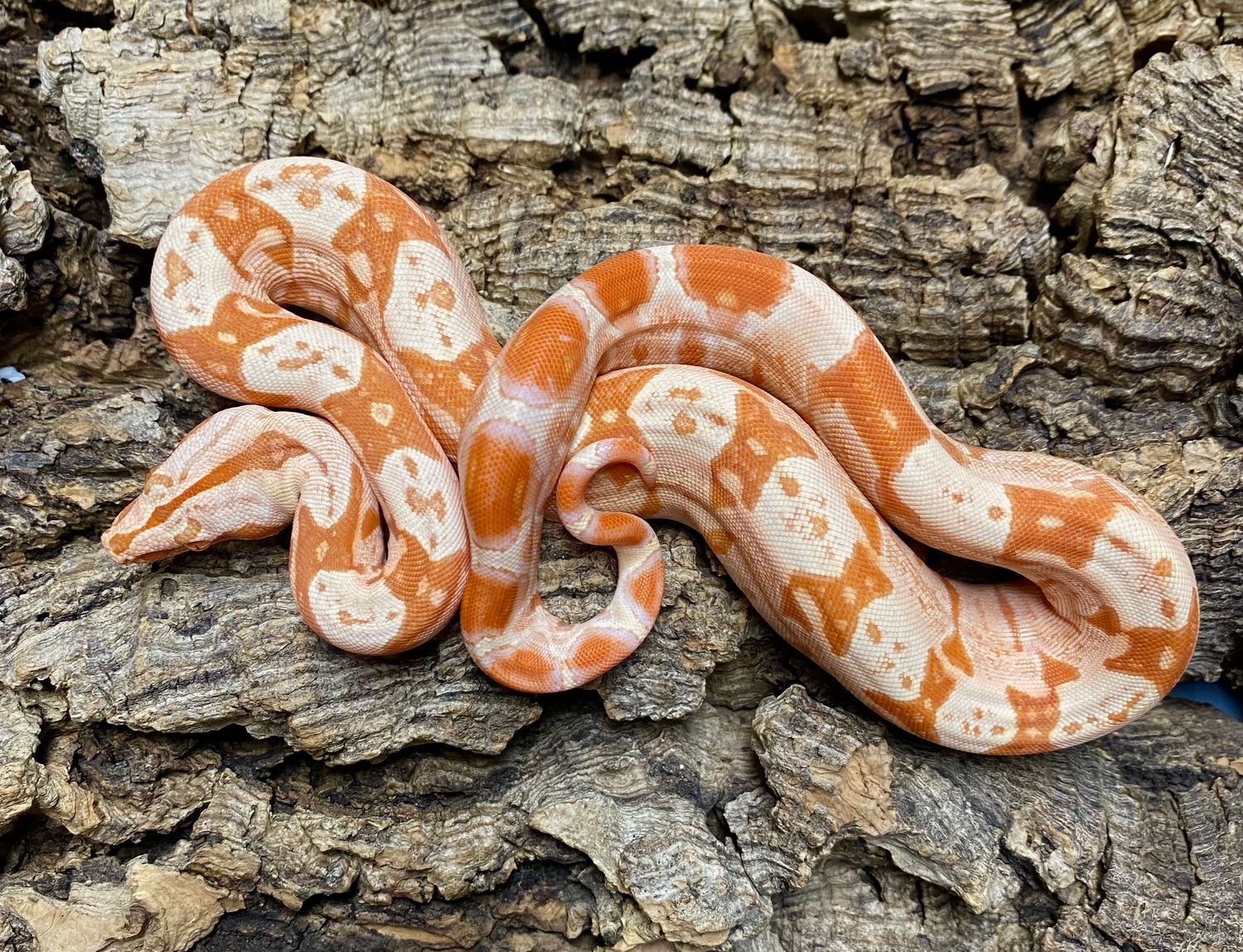 Ronne Pastel IMG Sunglow Boa Constrictor by Hardknock Herpetoculture ...