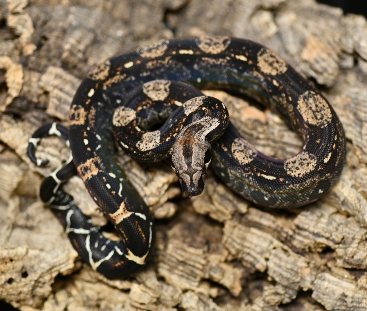 Ronne Pastel IMG Het Kahl Blizzard Boa Constrictor by Hardknock ...