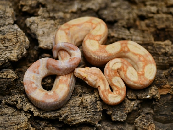 IMG Albino Het Blizzard Boa Constrictor by Hardknock Herpetoculture