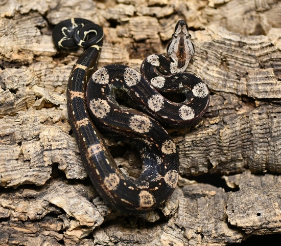 Ronne Pastel IMG Het Blizzard Boa Constrictor by Hardknock Herpetoculture