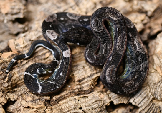 Black Devil 66% Het Kahl M1 Boa Constrictor by Hardknock Herpetoculture