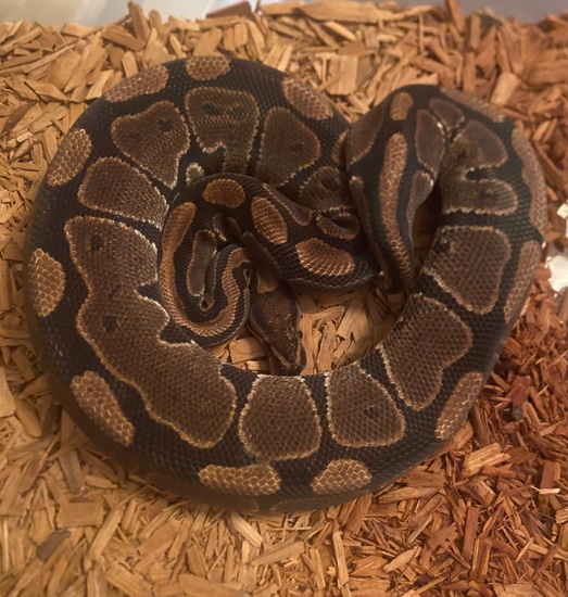 Proven Het Puzzle Ball Python by Hardknock Herpetoculture