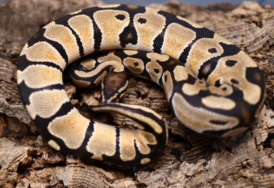 OD Het 🧩 50% Het Hypo Ball Python by Hardknock Herpetoculture