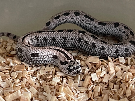 Super Arctic Anaconda 100% Het Toffee Belly Western Hognose by Browns Exotics