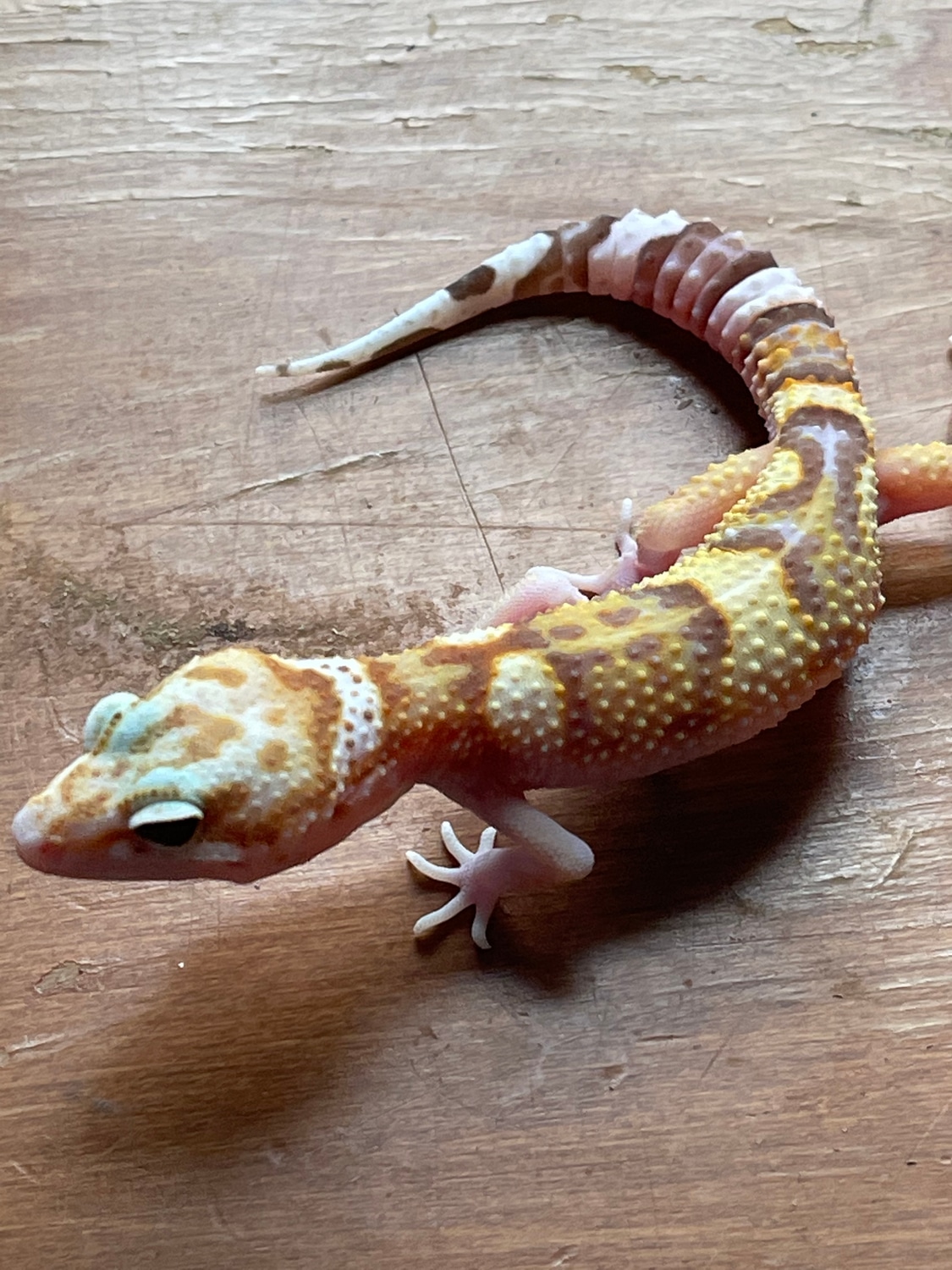 RAPTOR Leopard Gecko by Browns Exotics - MorphMarket