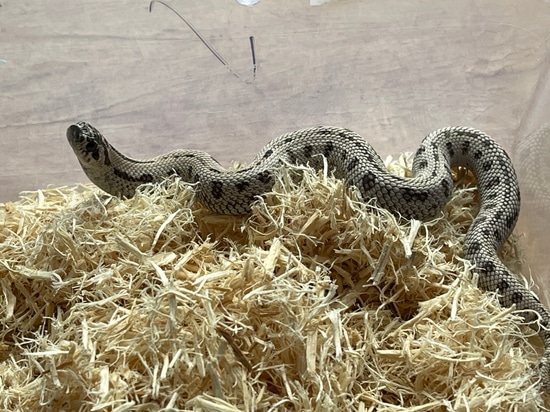Super Arctic Anaconda Het Toffee Belly Western Hognose by Browns Exotics