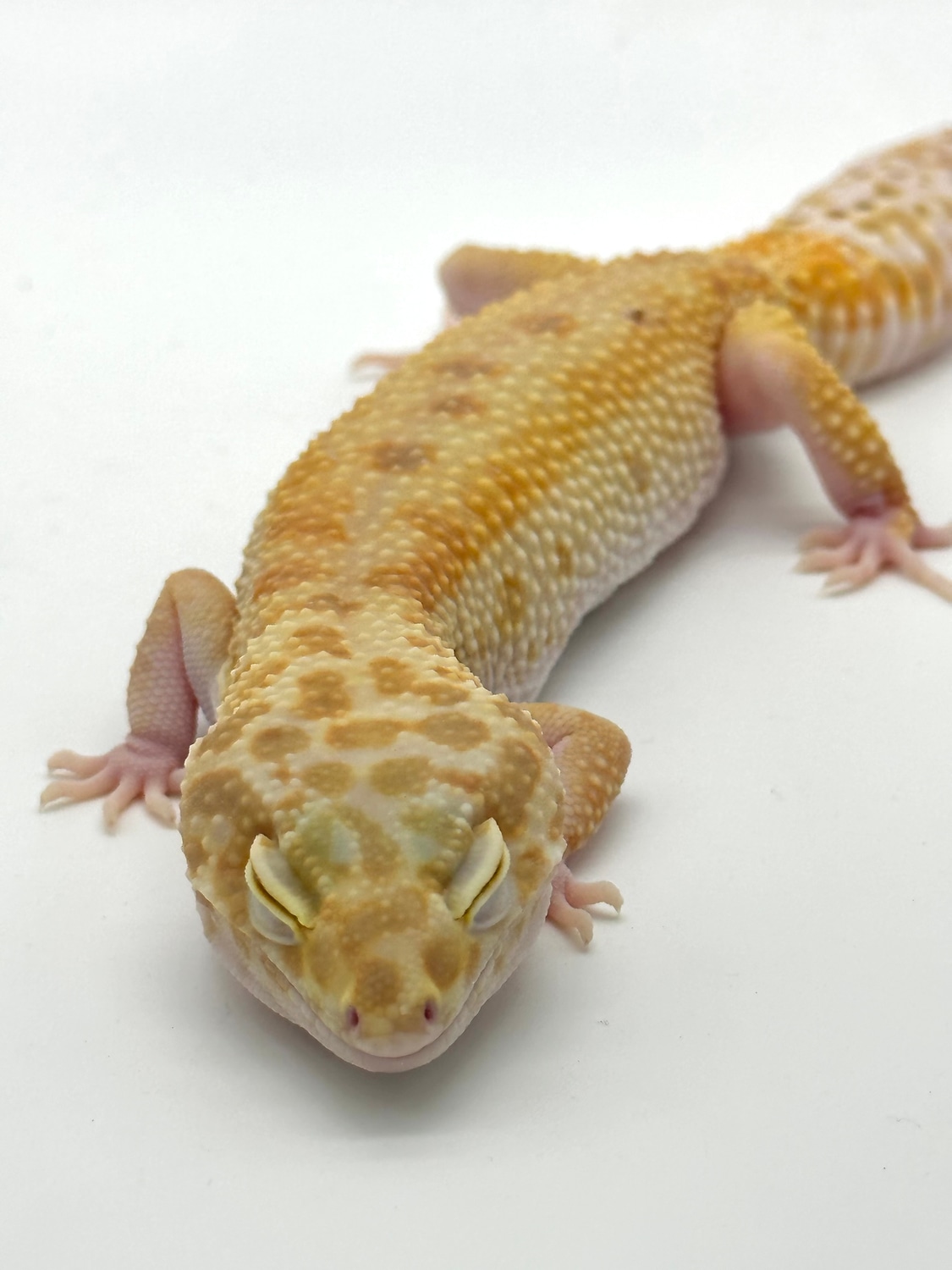 Red Stripe Raptor Leopard Gecko by Browns Exotics - MorphMarket