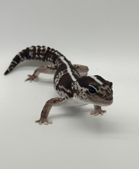 Oreo 100% Het Patternless African Fat-Tailed Gecko by Browns Exotics