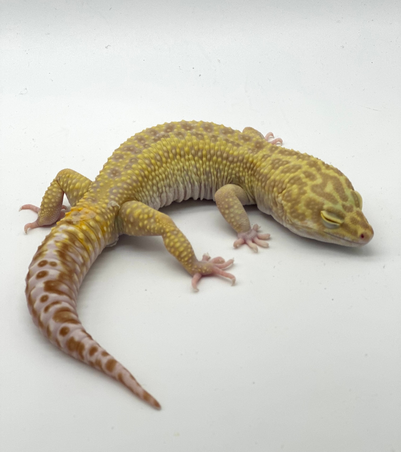 Reverse Stripe Tremper Albino 100% Het Eclipse Leopard Gecko by Browns ...