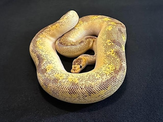 Pastel Champagne Calico Ball Python by Browns Exotics