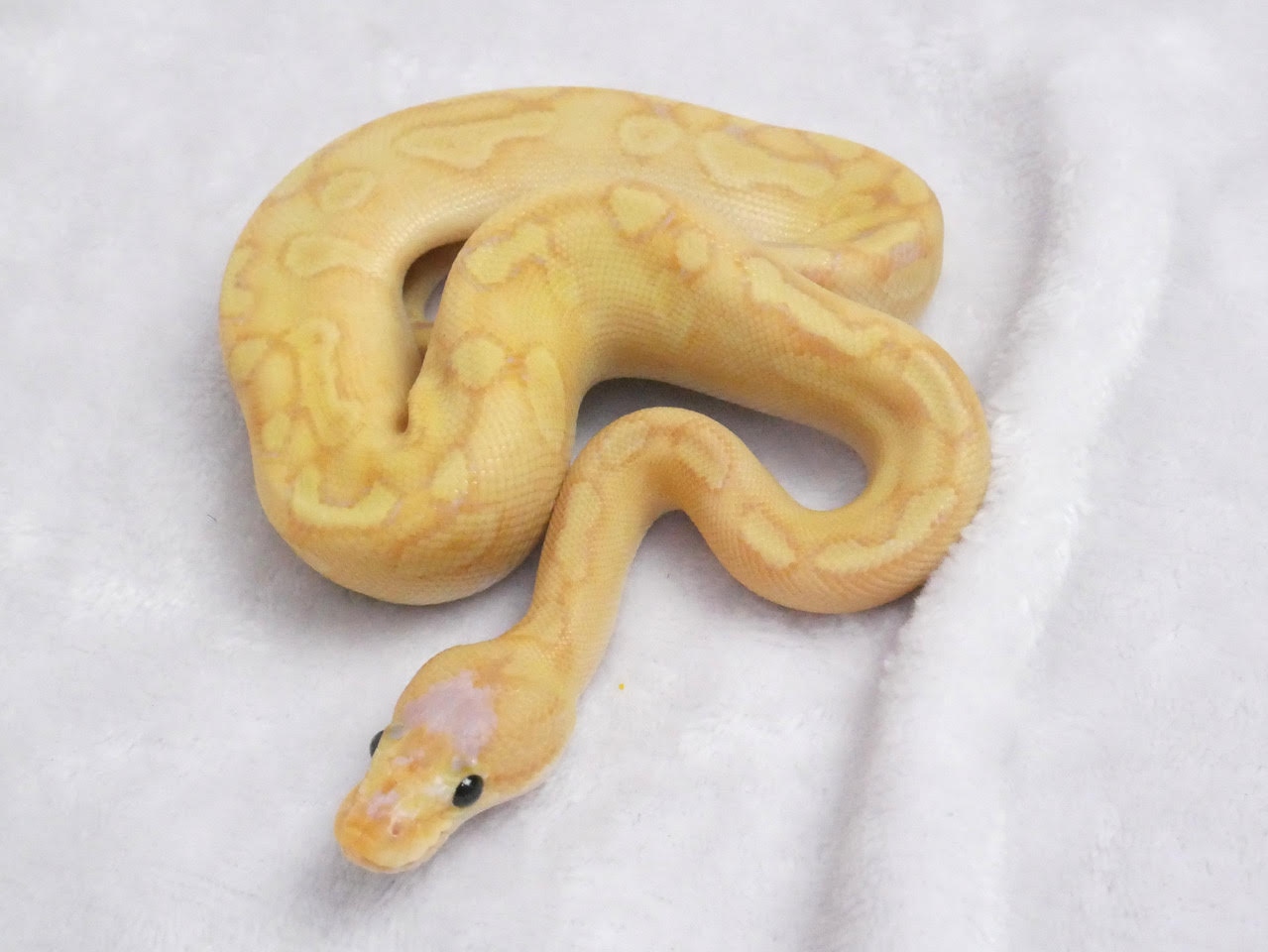 Banana Champagne Enchi Ball Python by Infinite Scales - MorphMarket
